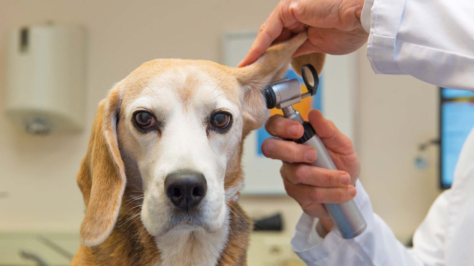How To Become A Veterinarian - Helpful Step-By-Step Review How To Become A Veterinarian - Helpful Step-By-Step Review
